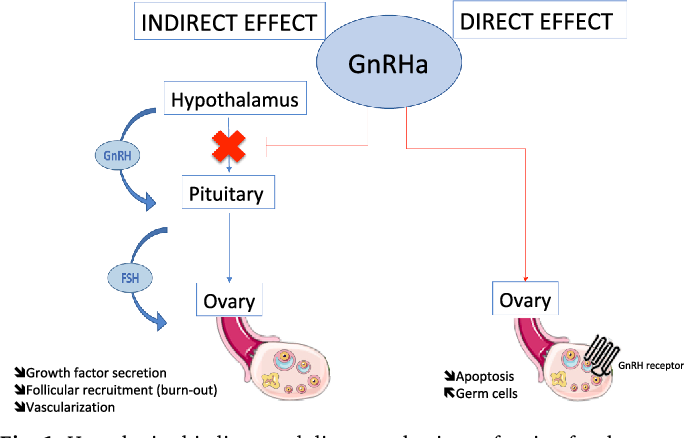 Gonadotropin-Releasing Hormone | Function, Structure, And Disorders